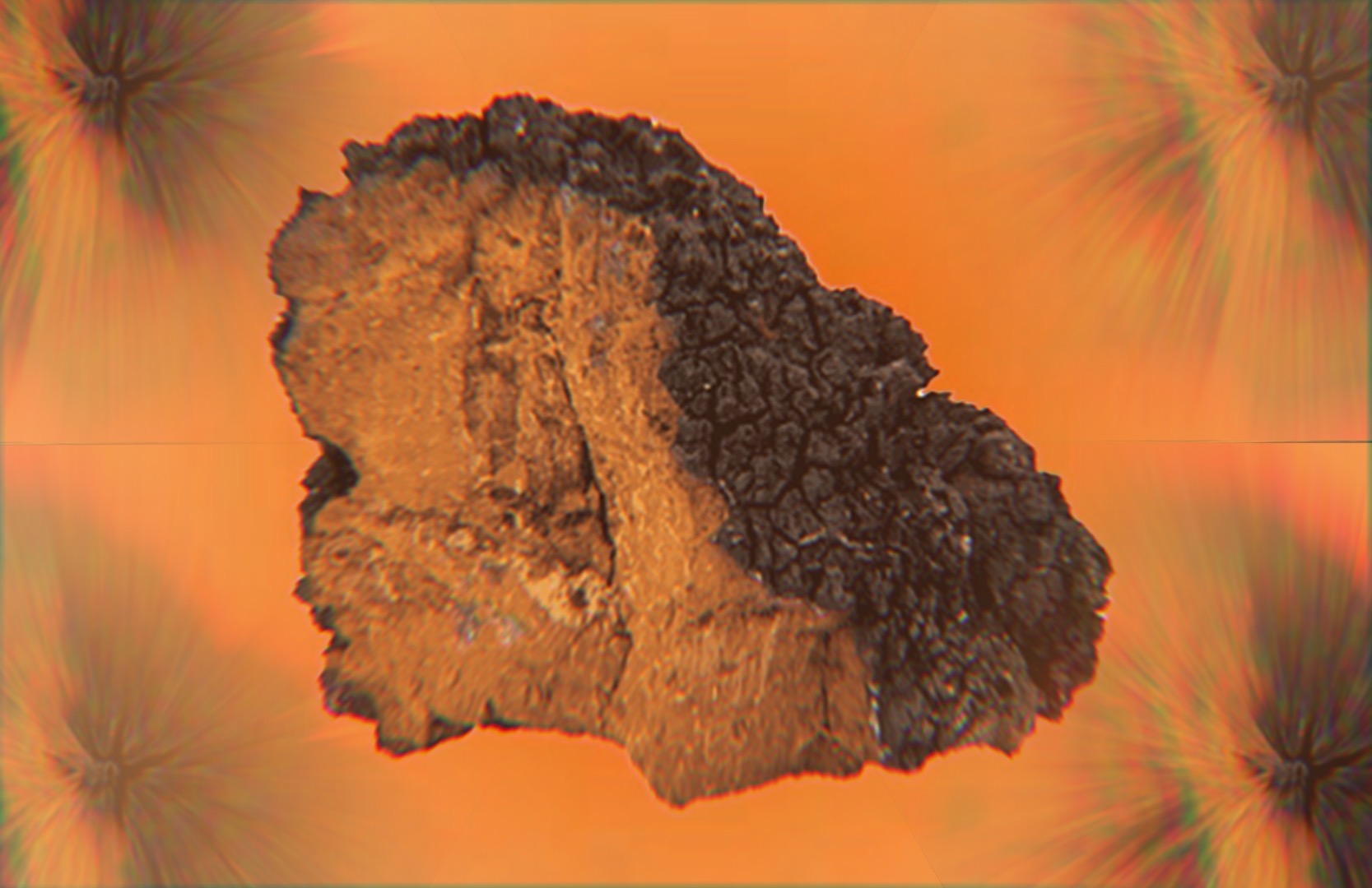 Chaga and its Top 5 Benefits | Inner Atlas